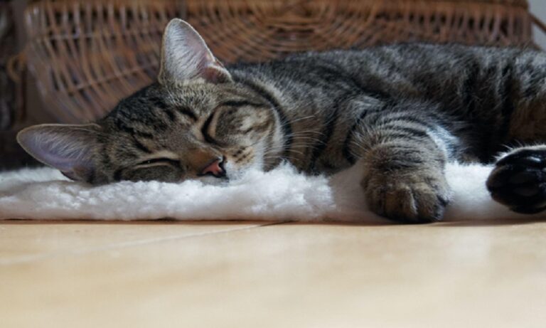 Understanding the Sleep Cycle of Your Cats | Pet Stribes